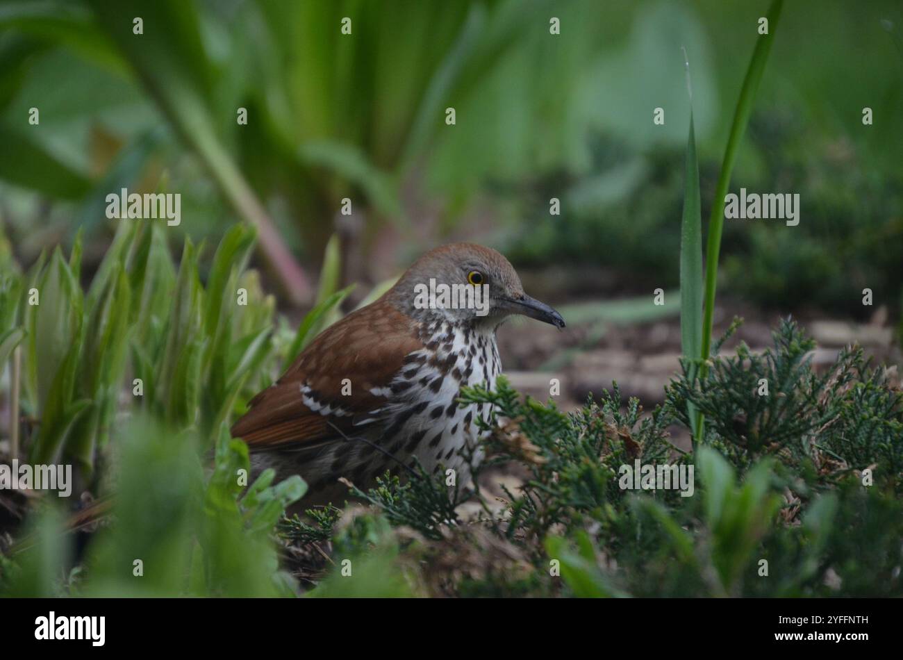 Eastern Brown Thrasher (Toxostoma rufum rufum Stock Photo - Alamy