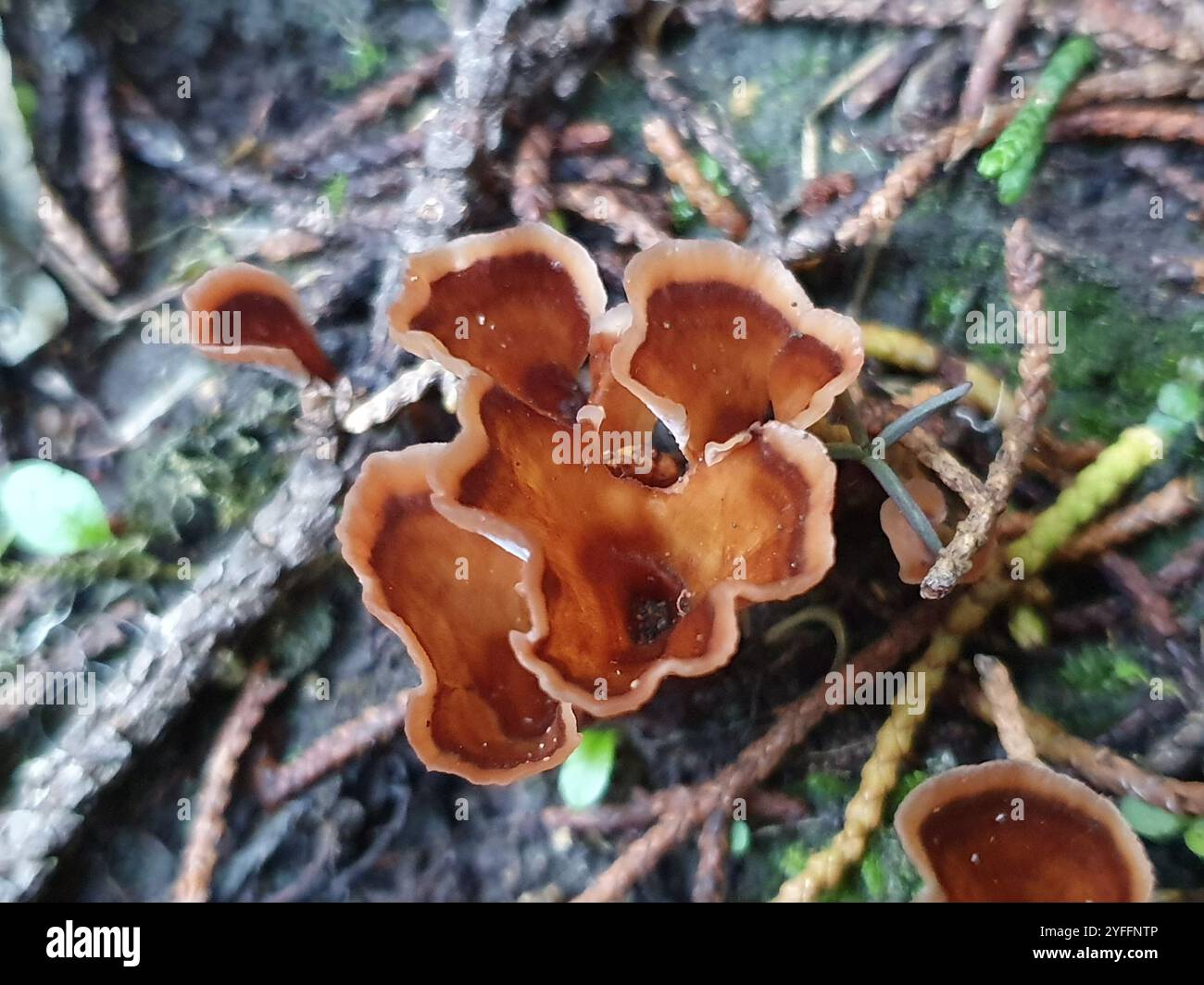 Wine Glass Fungus (Podoscypha petalodes Stock Photo - Alamy