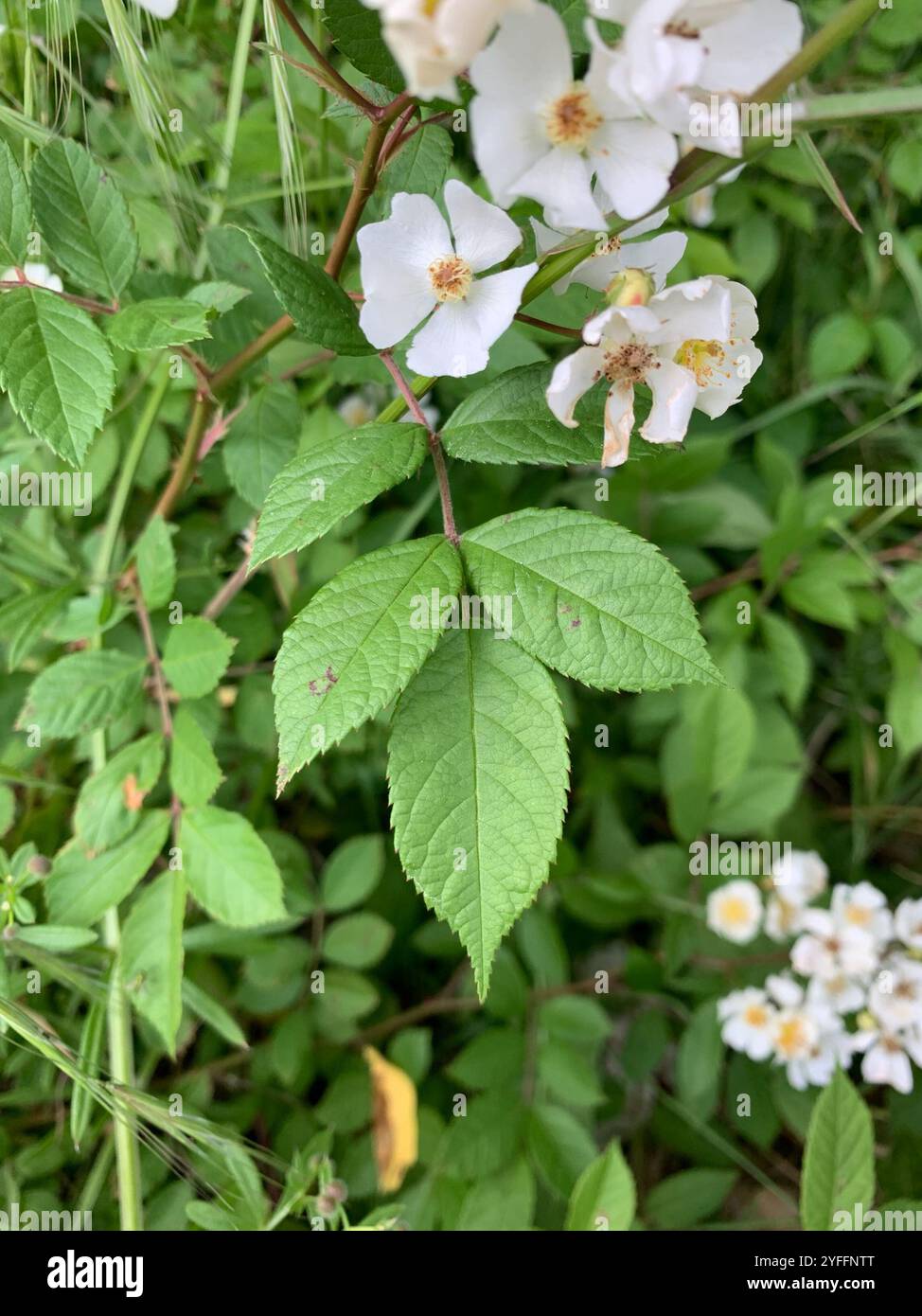 multiflora rose (Rosa multiflora Stock Photo - Alamy