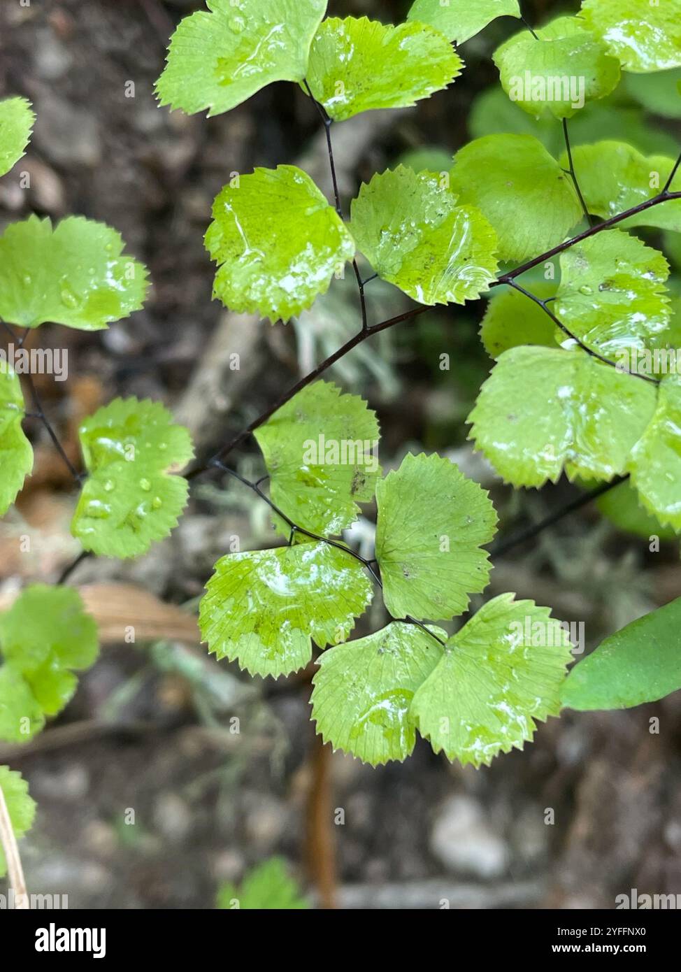 California Maidenhair Fern (Adiantum jordanii Stock Photo - Alamy