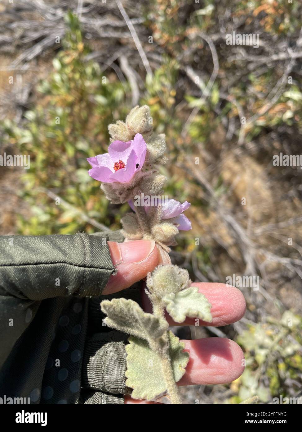 long-haired unfurled bushmallow (Malacothamnus fremontii fremontii ...