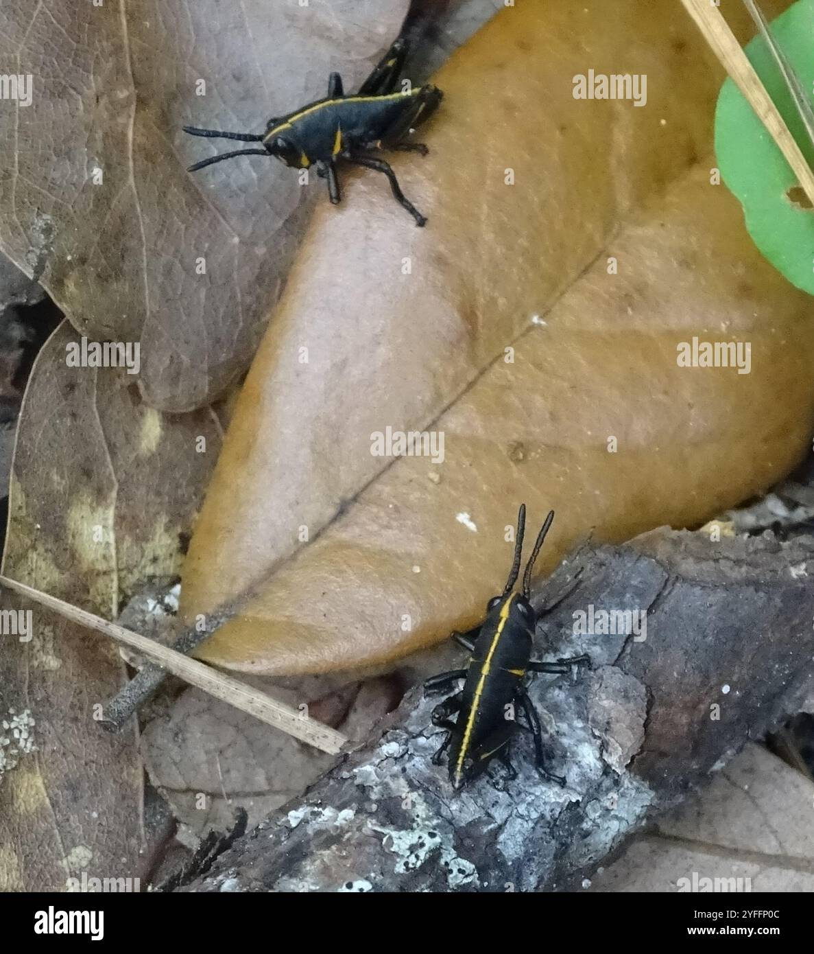 Eastern Lubber Grasshopper (Romalea microptera Stock Photo - Alamy