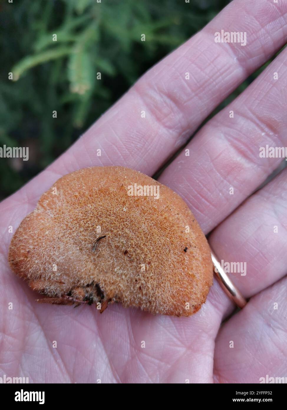 Stinking Orange Oyster (Phyllotopsis nidulans Stock Photo - Alamy