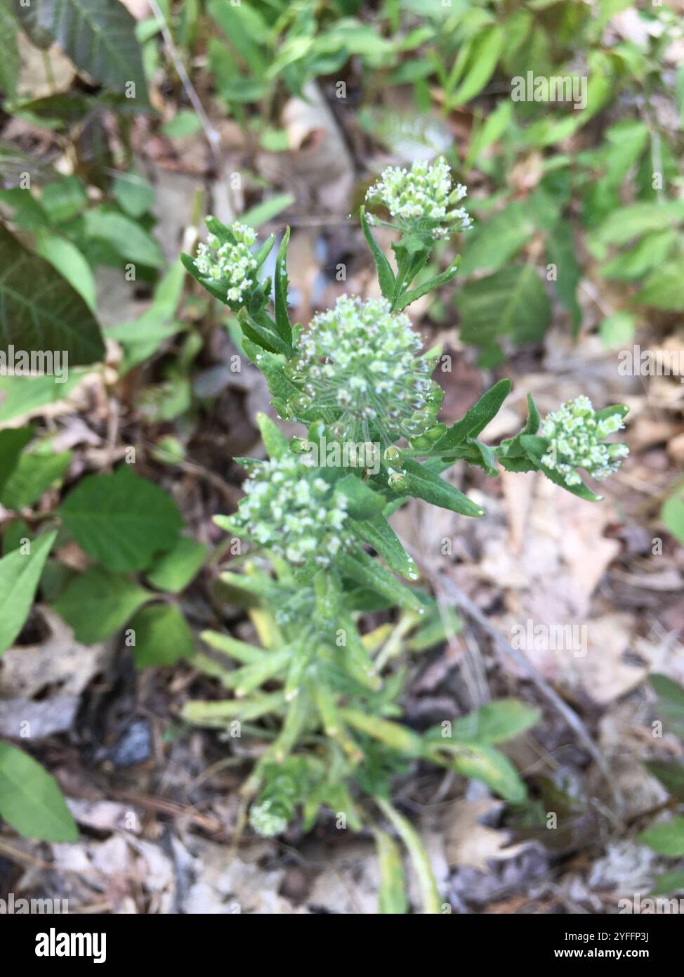 field peppergrass (Lepidium campestre Stock Photo - Alamy