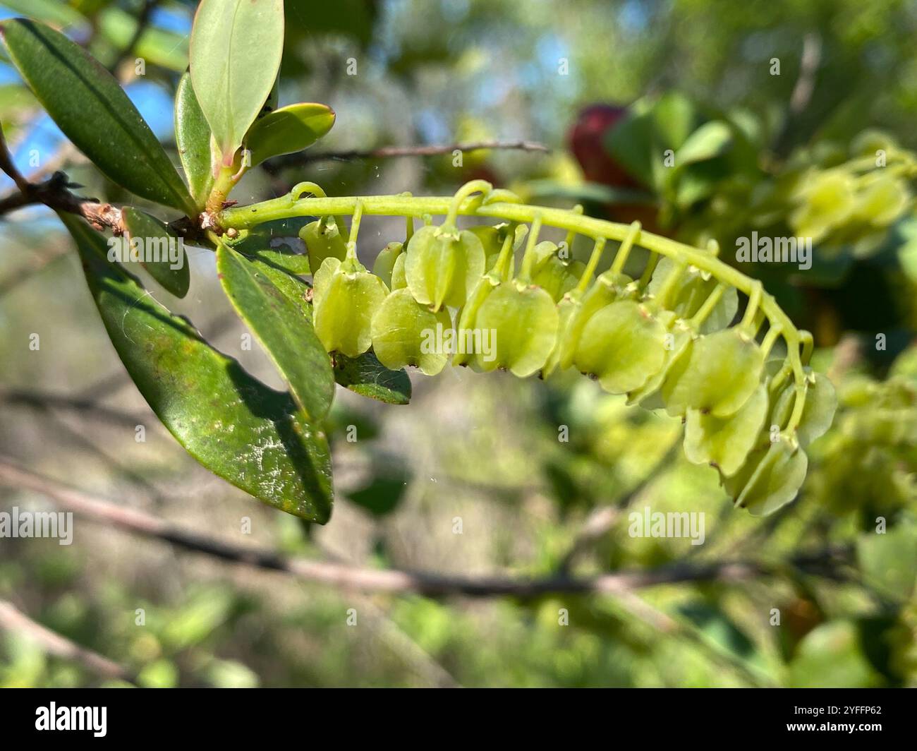 Buckwheat tree (Cliftonia monophylla Stock Photo - Alamy