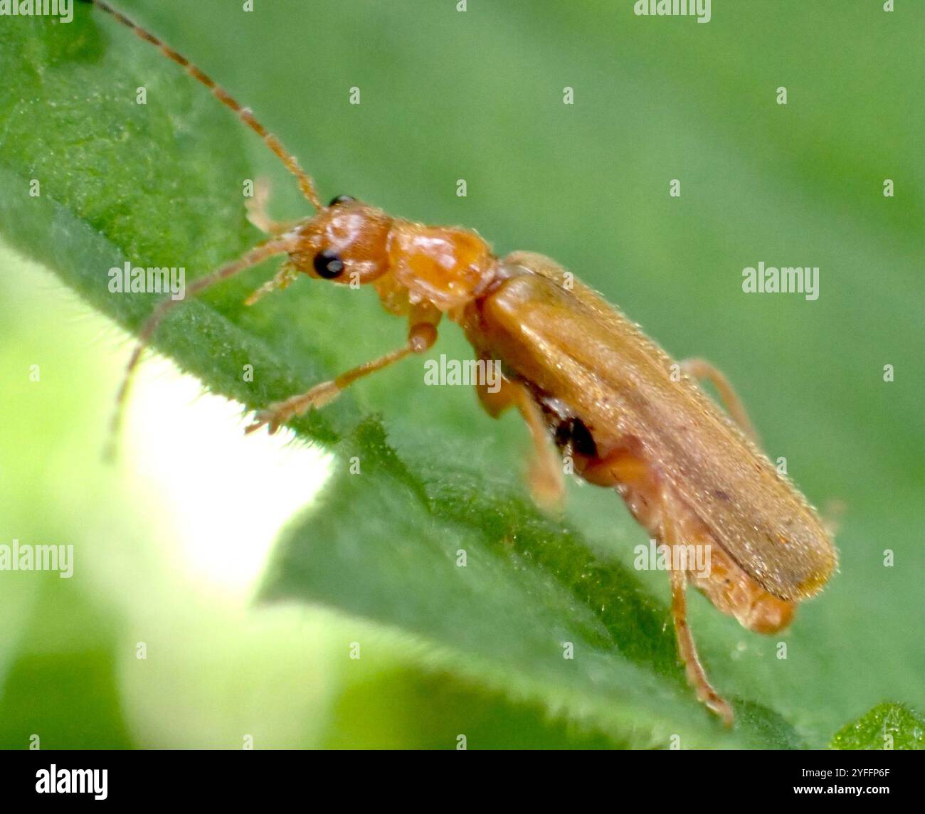 Red Soldier Beetle (Cantharis rufa Stock Photo - Alamy