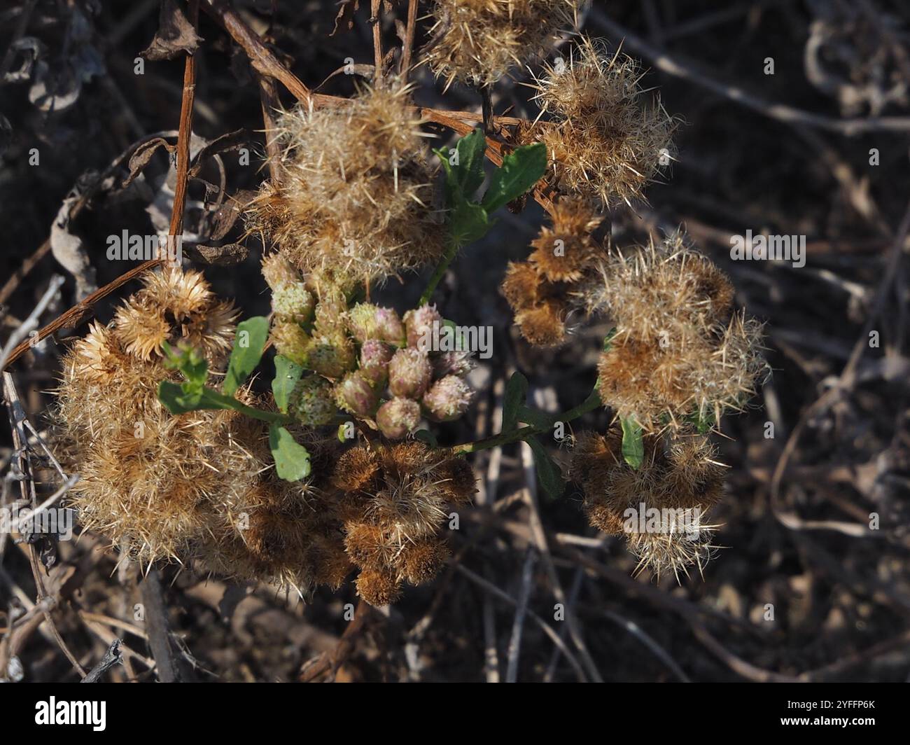 Pteropoda hi-res stock photography and images - Alamy