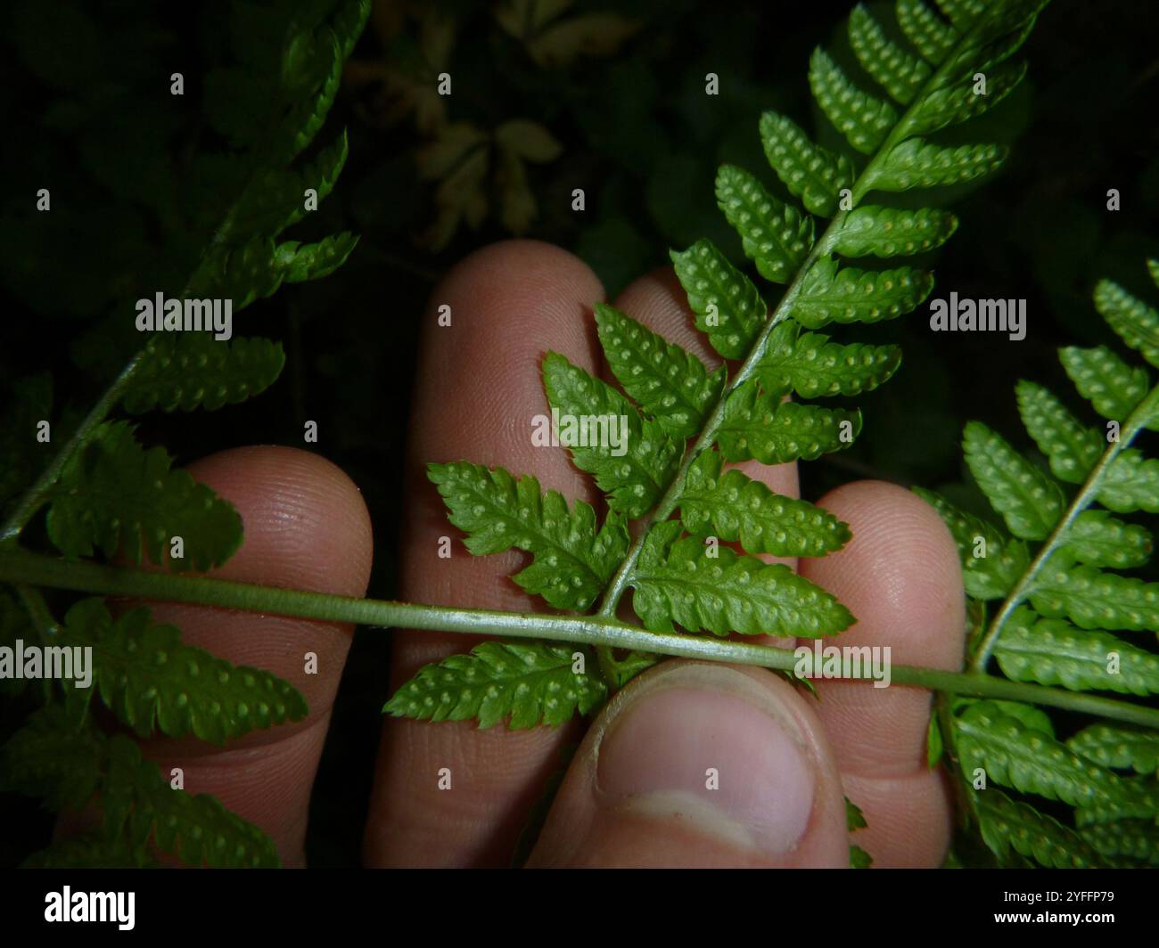 spinulose wood fern (Dryopteris carthusiana Stock Photo - Alamy
