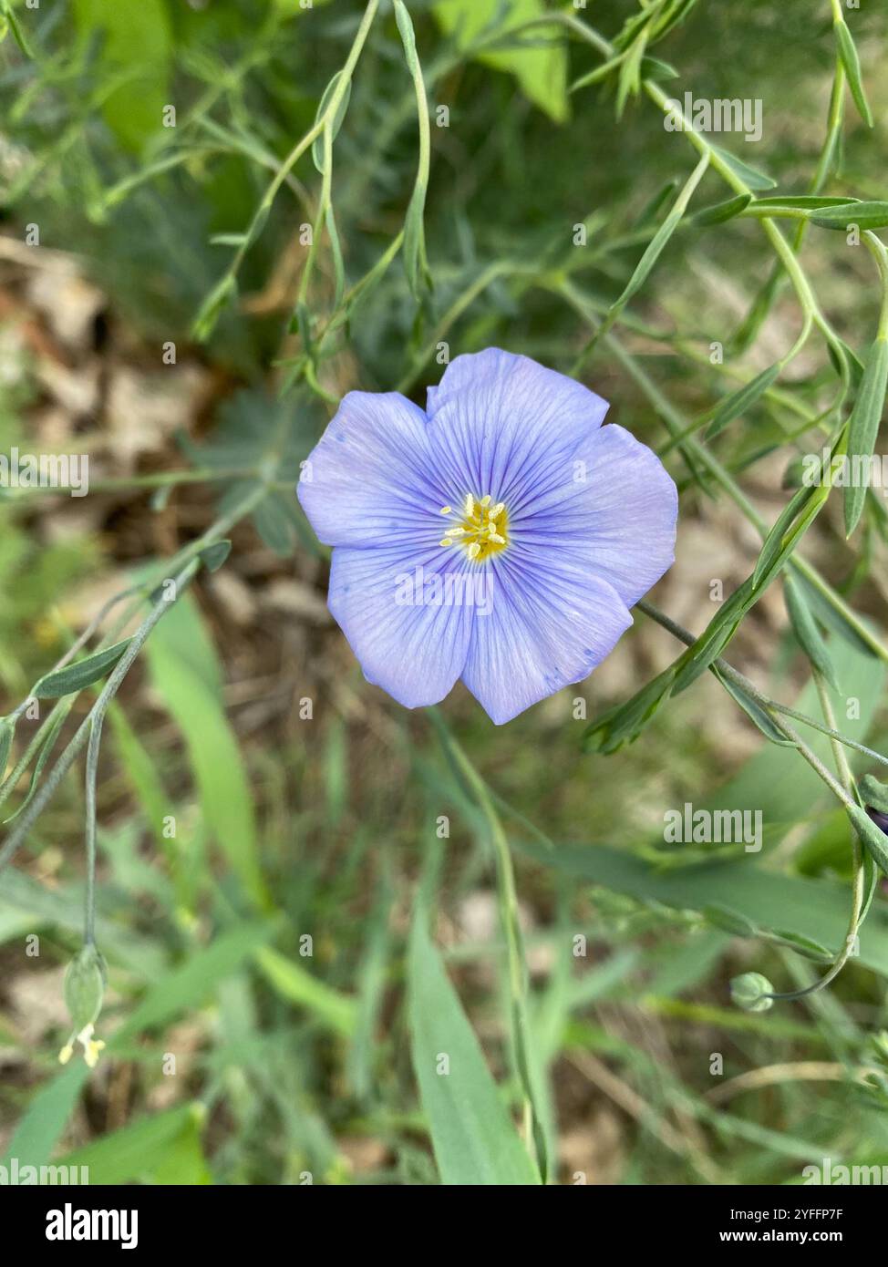 Lewis flax (Linum lewisii Stock Photo - Alamy