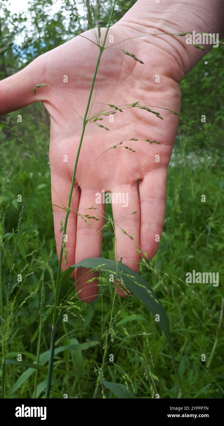 Wood Millet (Milium effusum Stock Photo - Alamy
