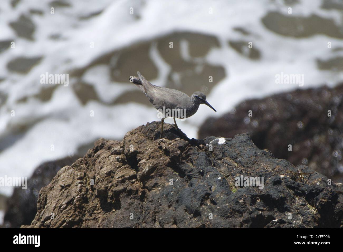 Wandering Tattler (Tringa incana Stock Photo - Alamy