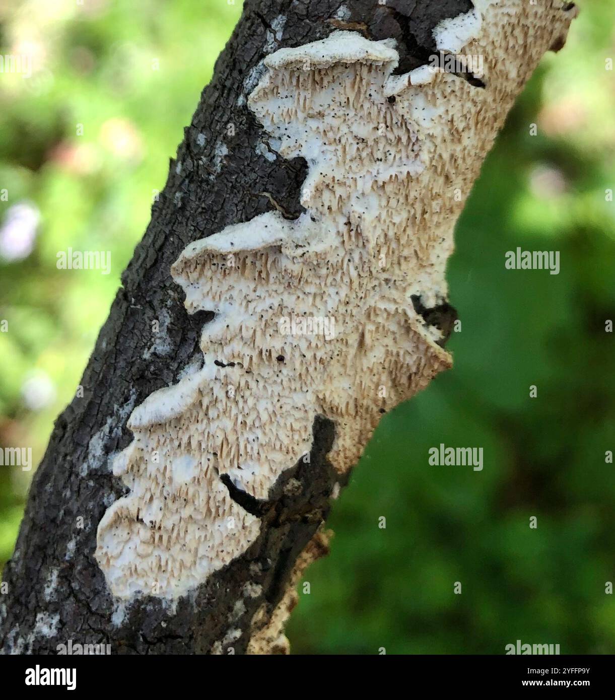 Milk-white Toothed Polypore (Irpex lacteus Stock Photo - Alamy