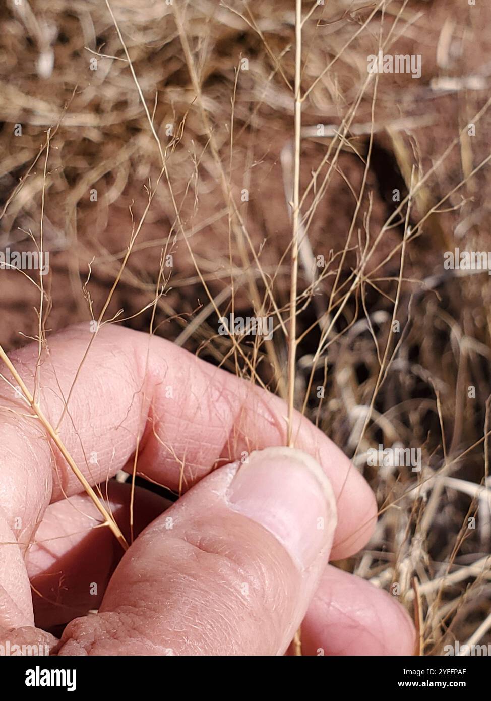 Alkali Sacaton (Sporobolus airoides Stock Photo - Alamy
