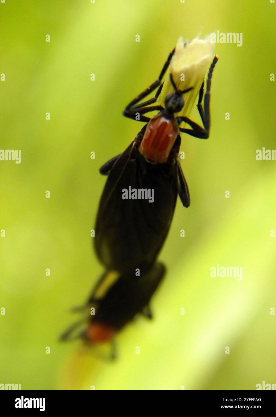 Common Lovebug (Plecia nearctica Stock Photo - Alamy