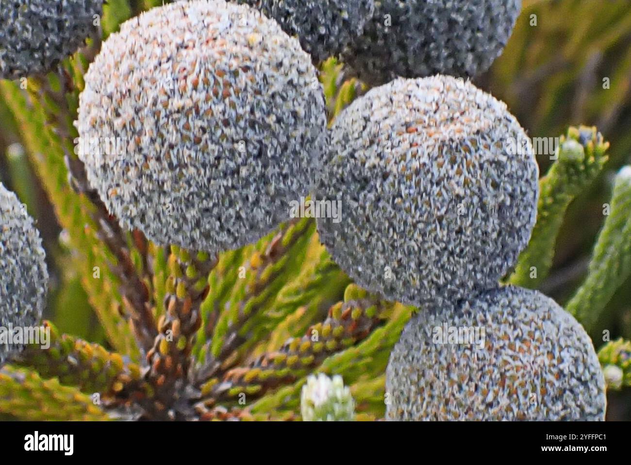 Cone Stompie (Brunia noduliflora Stock Photo - Alamy