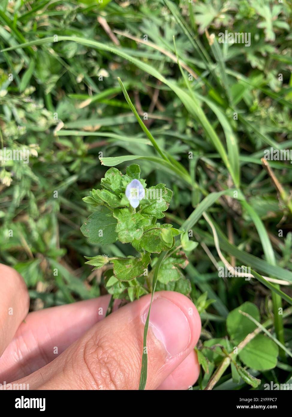 bird's-eye speedwell (Veronica persica Stock Photo - Alamy