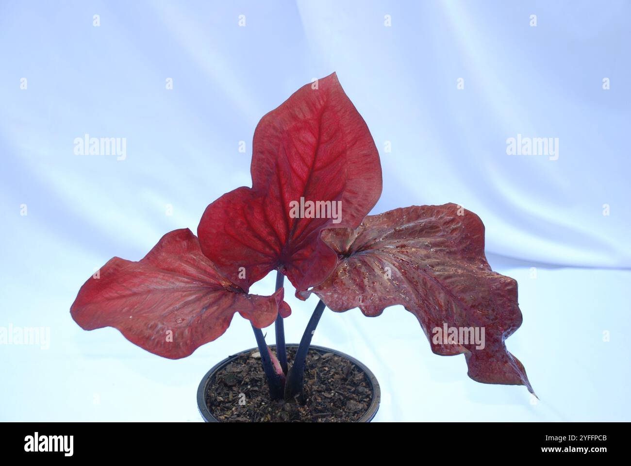 Red caladium houseplant planted on pot isolated in white background ...