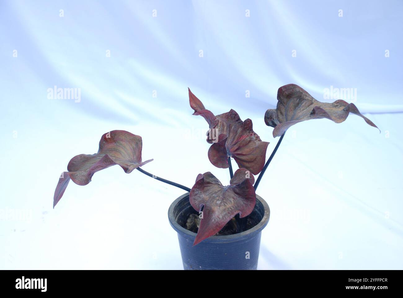 Potted Caladium bicolor over white background. Suitable for cut out ...