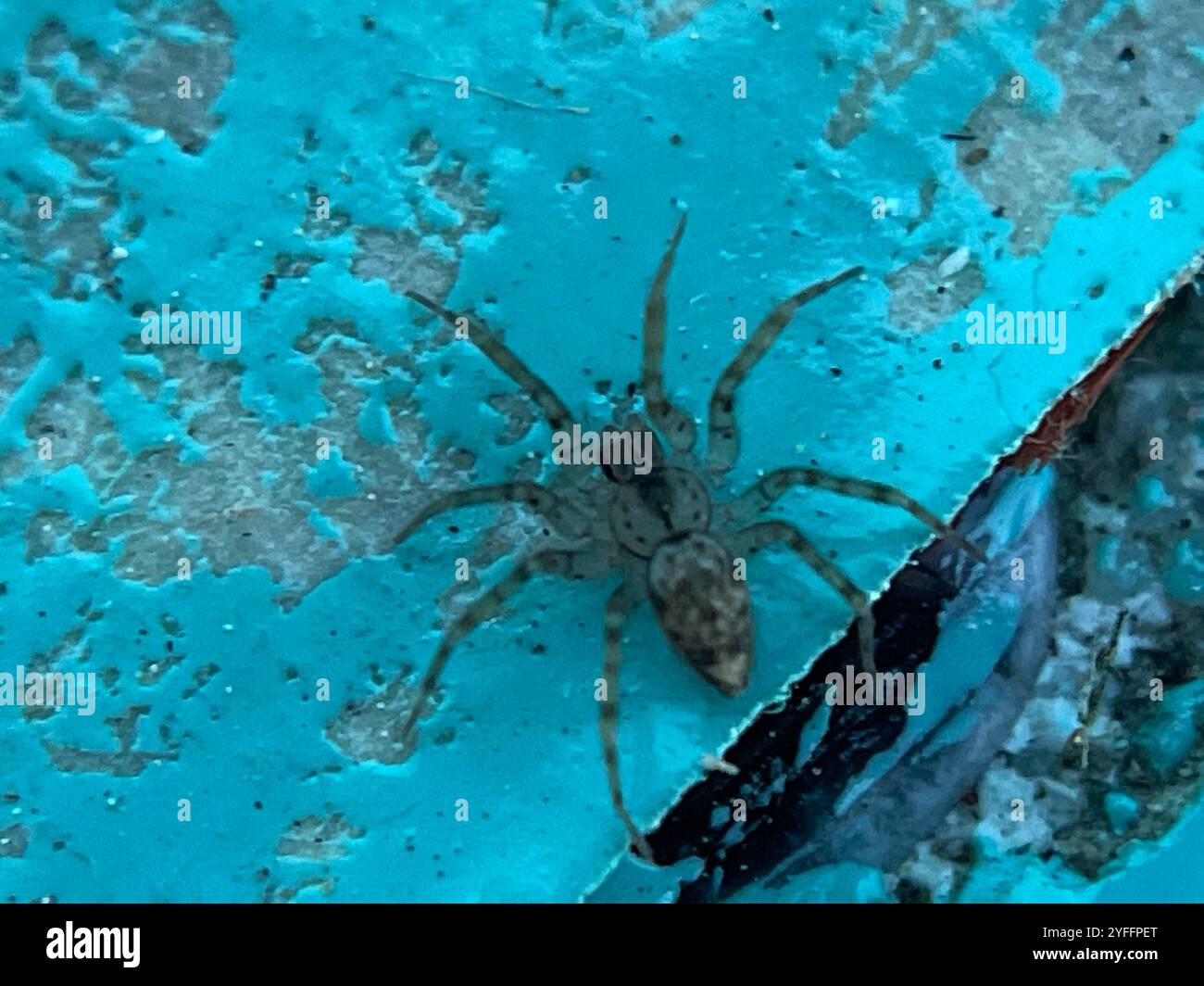 Wall Spiders (Oecobius Stock Photo - Alamy