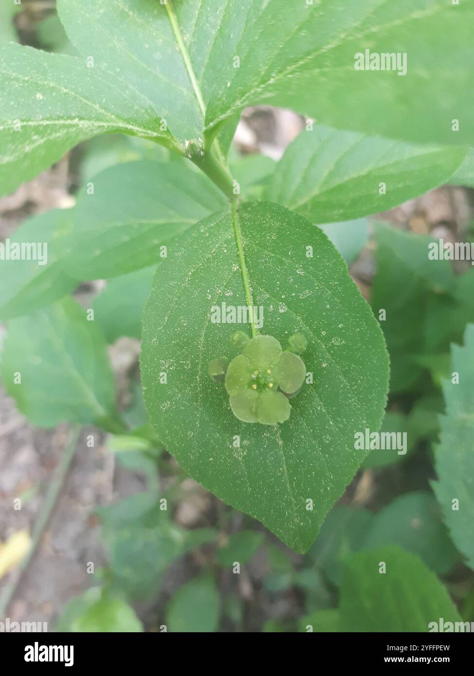 Running Strawberry-bush (Euonymus obovatus Stock Photo - Alamy