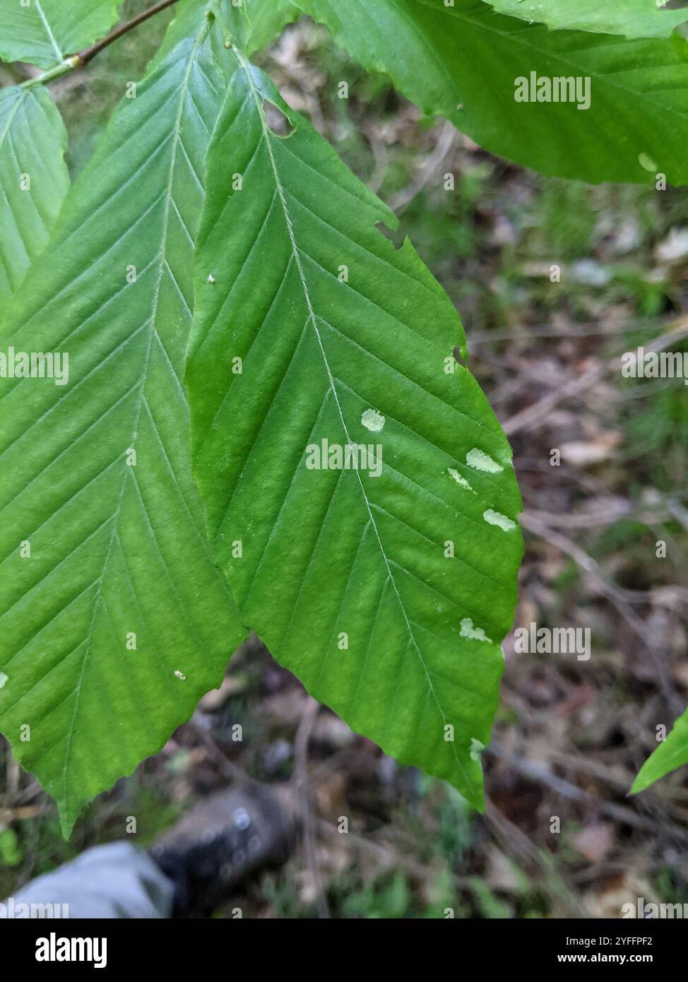 beech erineum mite (Acalitus ferrugineum Stock Photo - Alamy