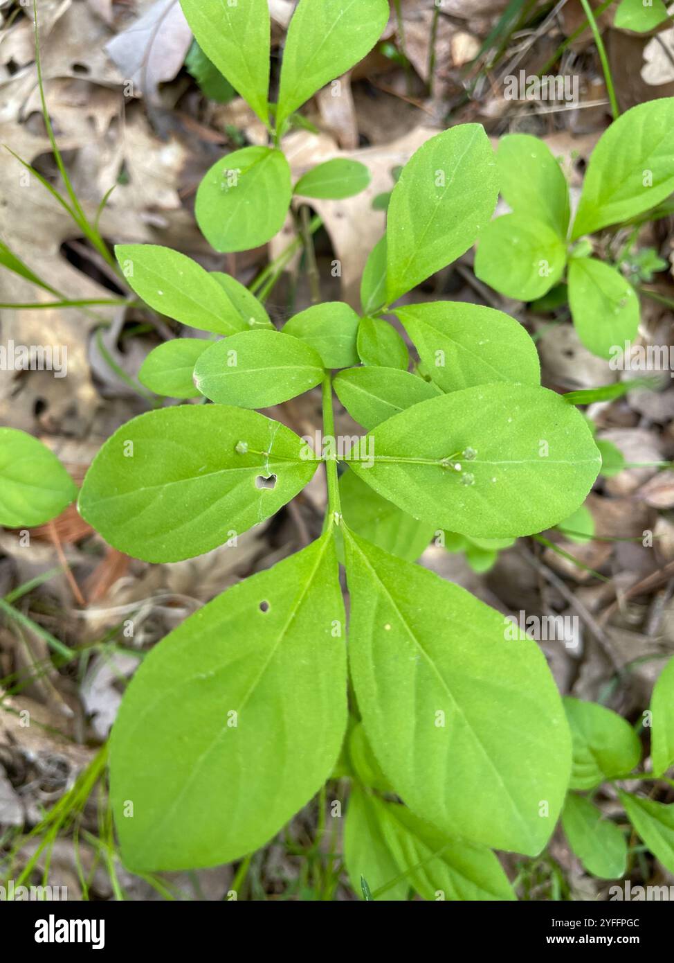Running Strawberry-bush (Euonymus obovatus Stock Photo - Alamy