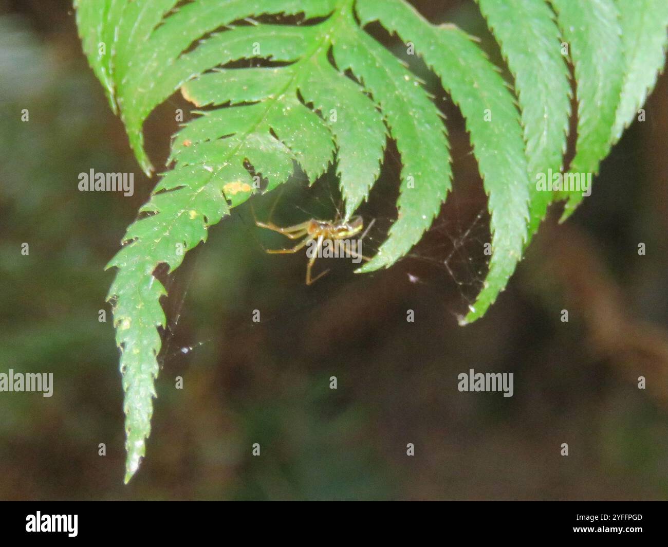 Sheetweb and Dwarf Weavers (Linyphiidae Stock Photo - Alamy