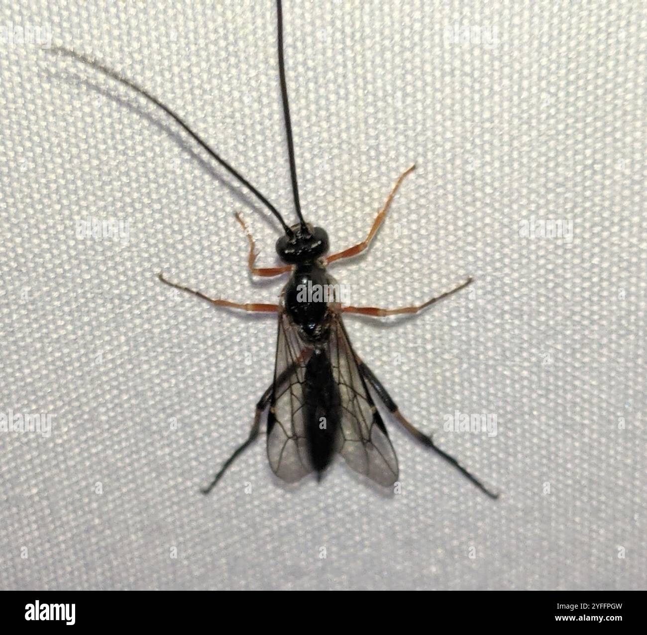 Ichneumonid Wasps (Ichneumonidae Stock Photo - Alamy