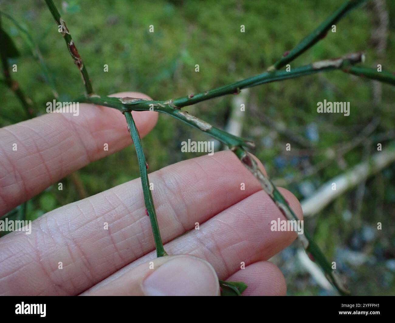 Red Huckleberry (Vaccinium parvifolium Stock Photo - Alamy