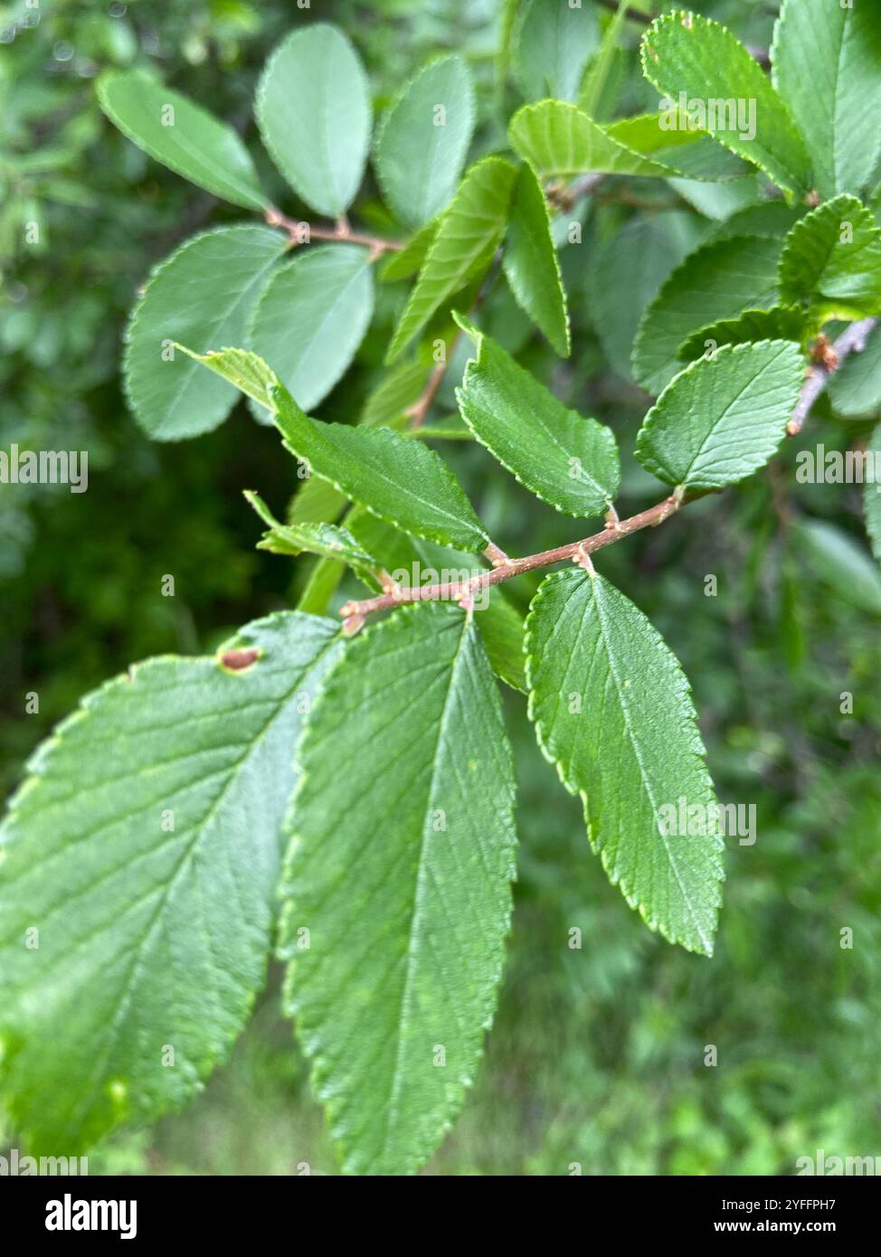 Cedar Elm (Ulmus crassifolia Stock Photo - Alamy