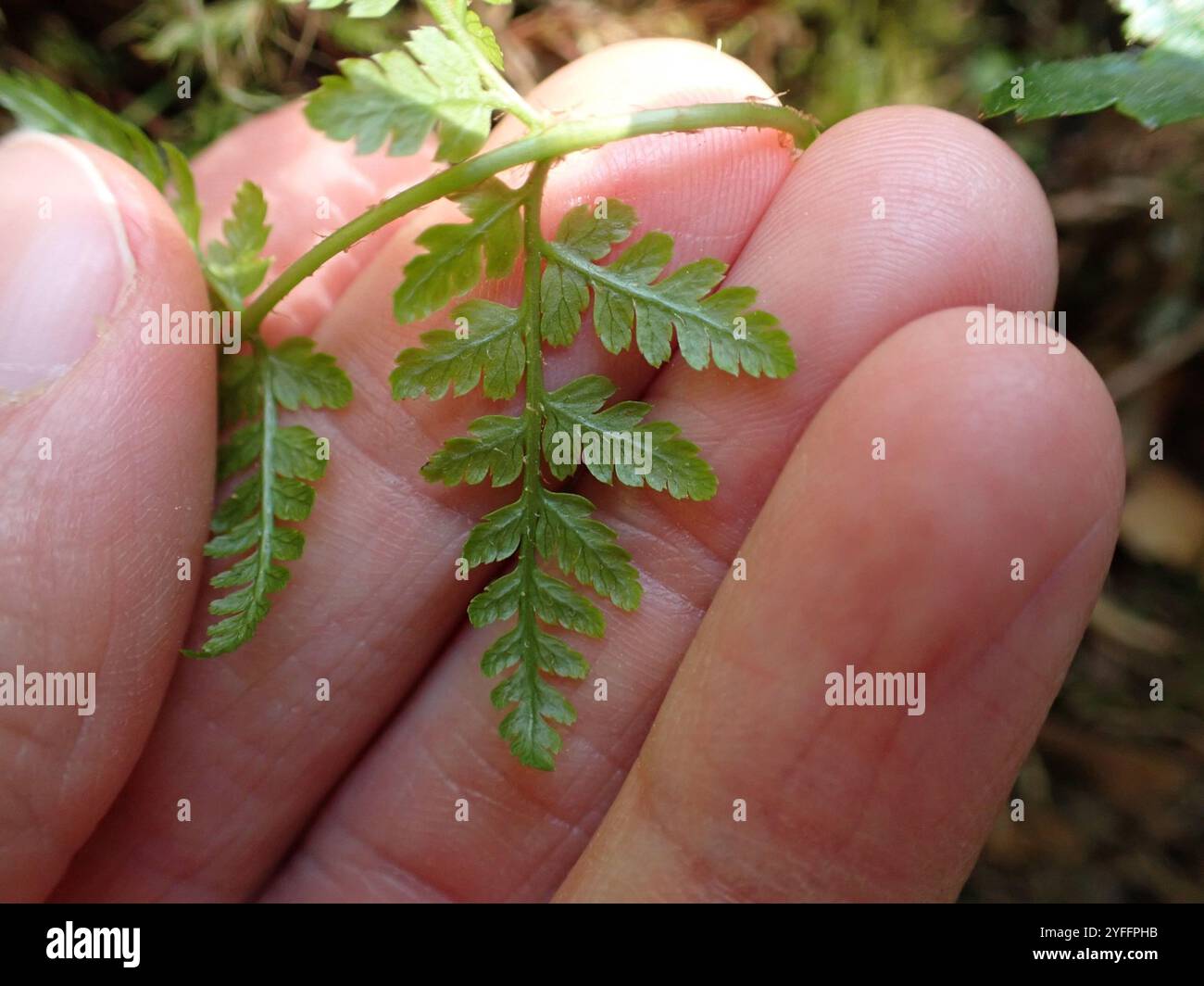 spreading wood fern (Dryopteris expansa Stock Photo - Alamy