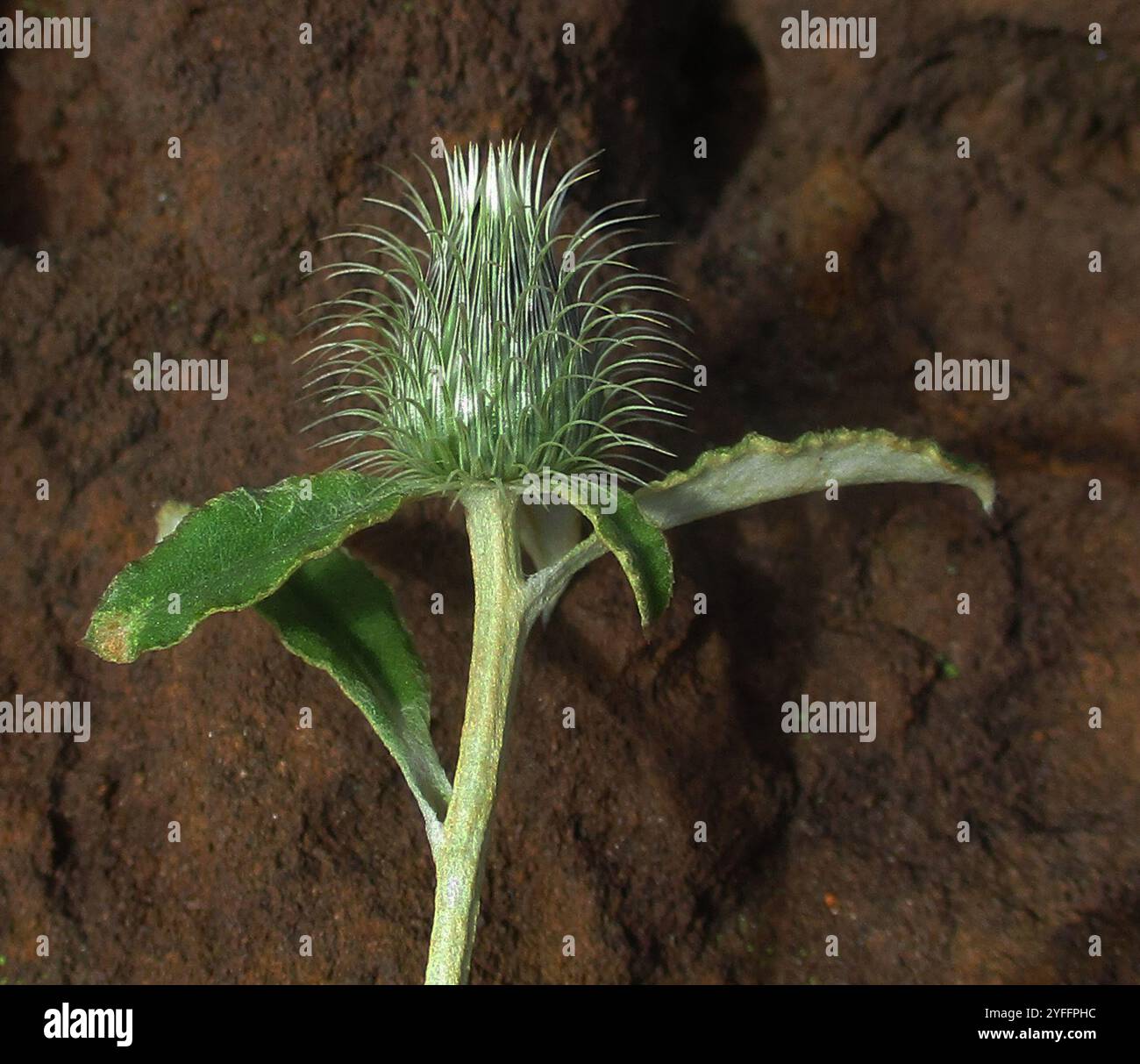 Dicoma hi-res stock photography and images - Alamy