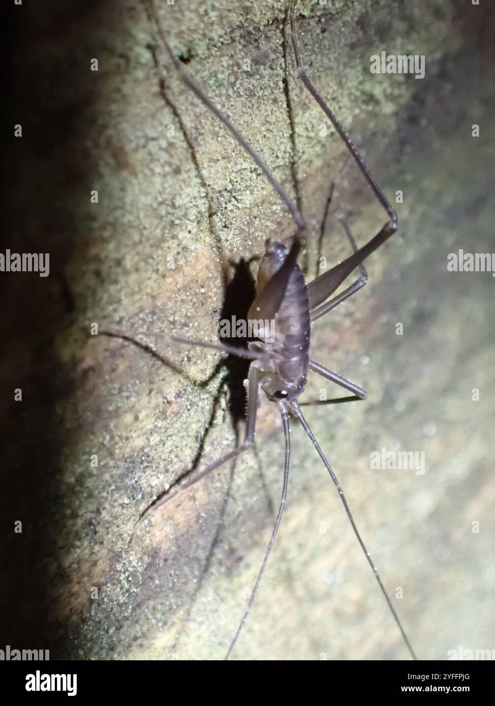 Square-legged Camel Cricket (Tropidischia xanthostoma Stock Photo - Alamy