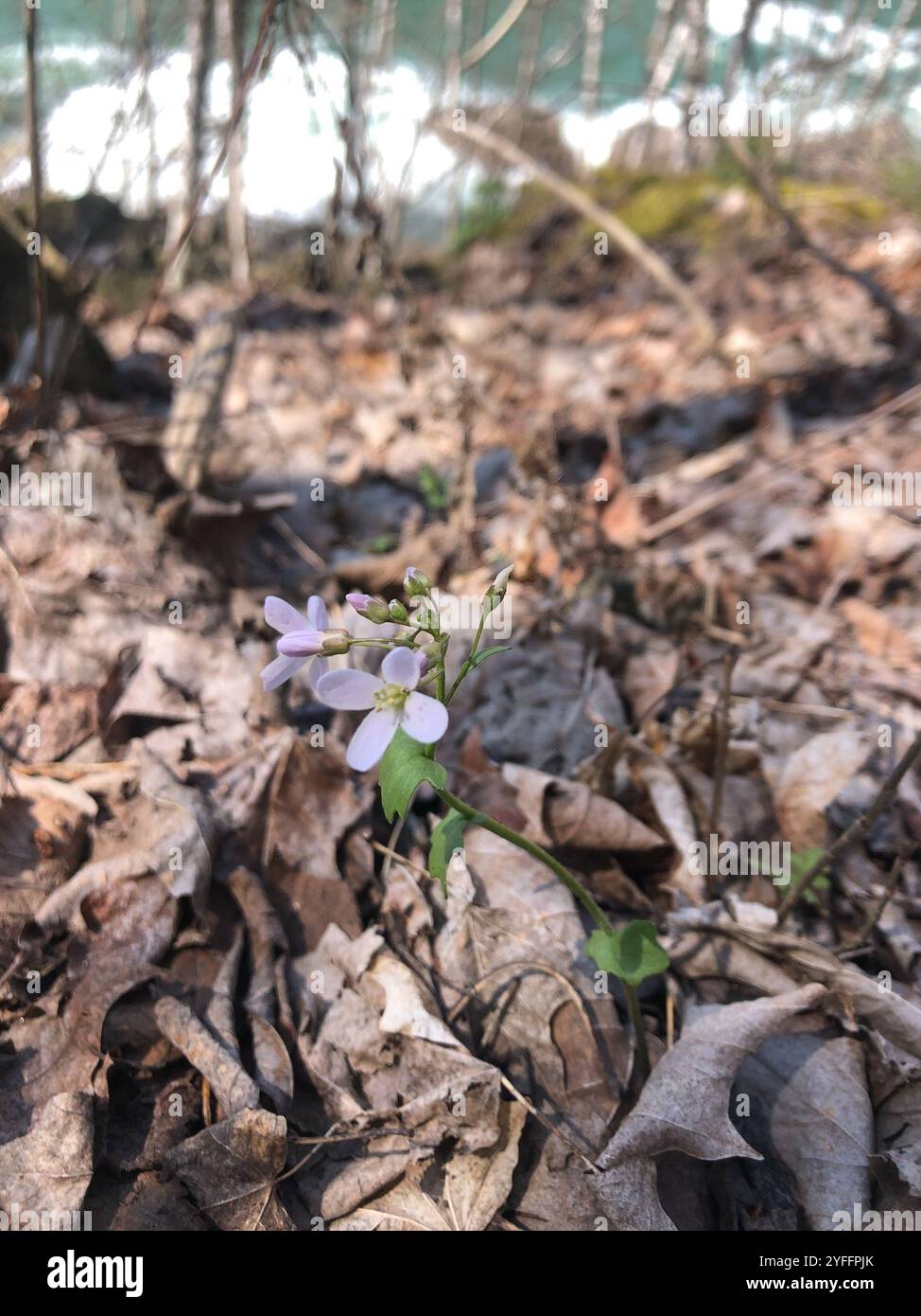 Purple Cress (Cardamine douglassii Stock Photo - Alamy