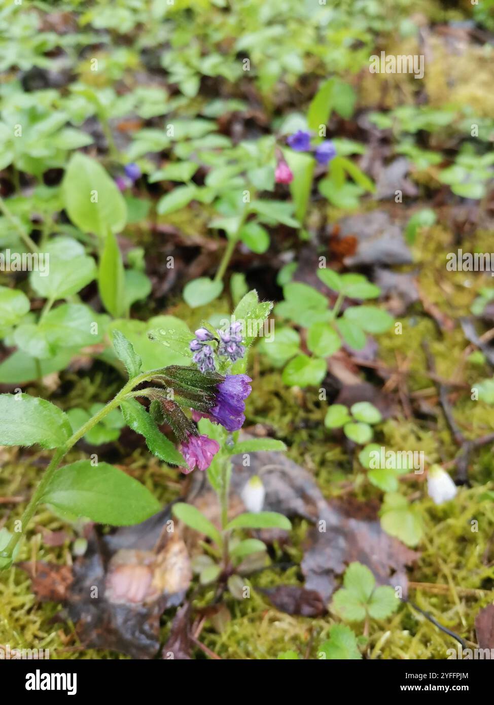 Suffolk Lungwort (Pulmonaria obscura Stock Photo - Alamy