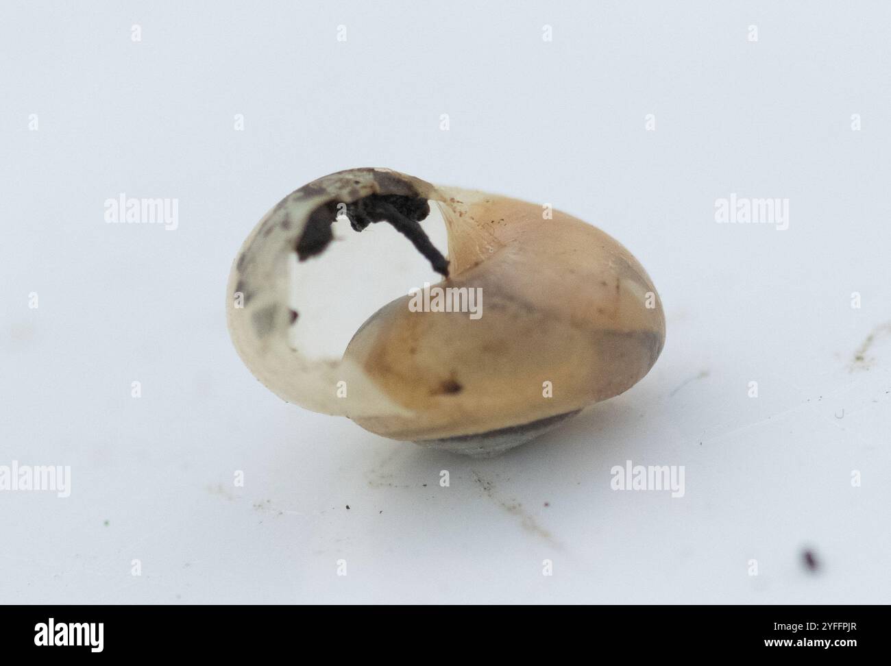 Kentish Snail (Monacha cantiana Stock Photo - Alamy