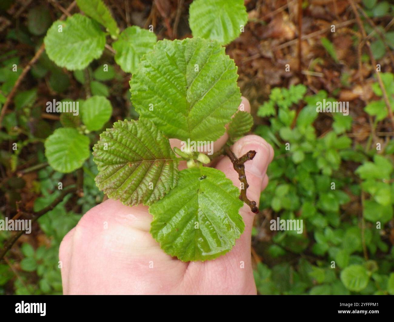 common alder (Alnus glutinosa Stock Photo - Alamy