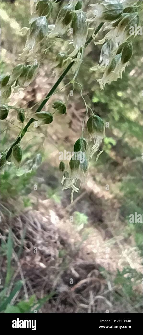 bison grass (Anthoxanthum nitens Stock Photo - Alamy