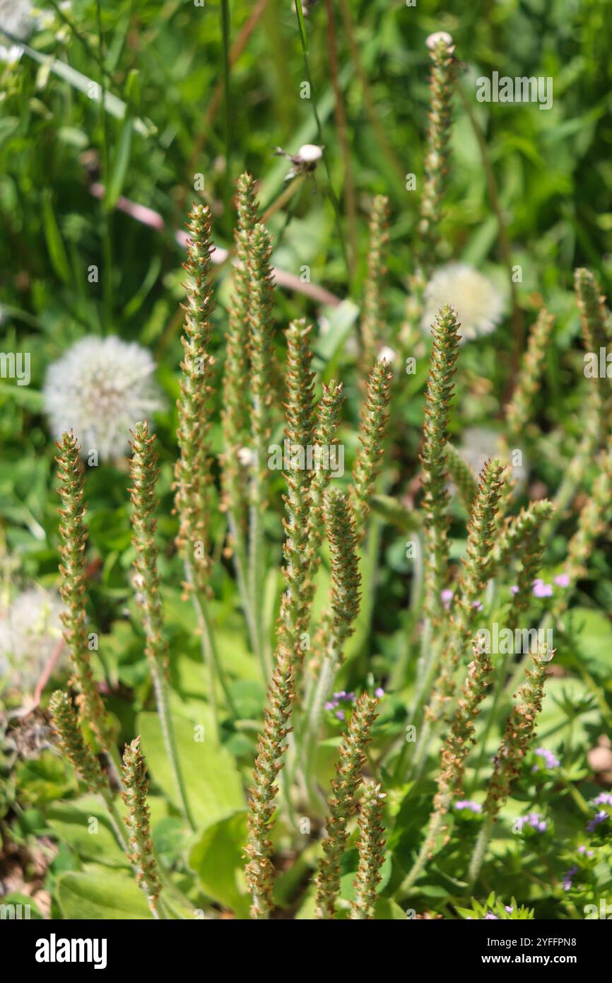 dwarf plantain (Plantago virginica Stock Photo - Alamy