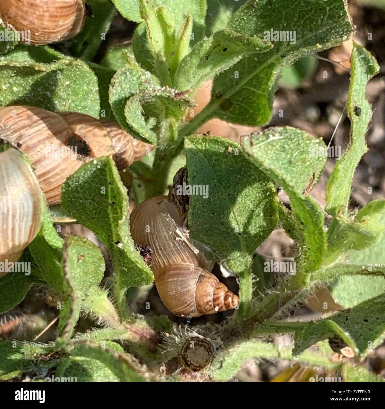Ghost Bulimulus (Bulimulus bonariensis Stock Photo - Alamy