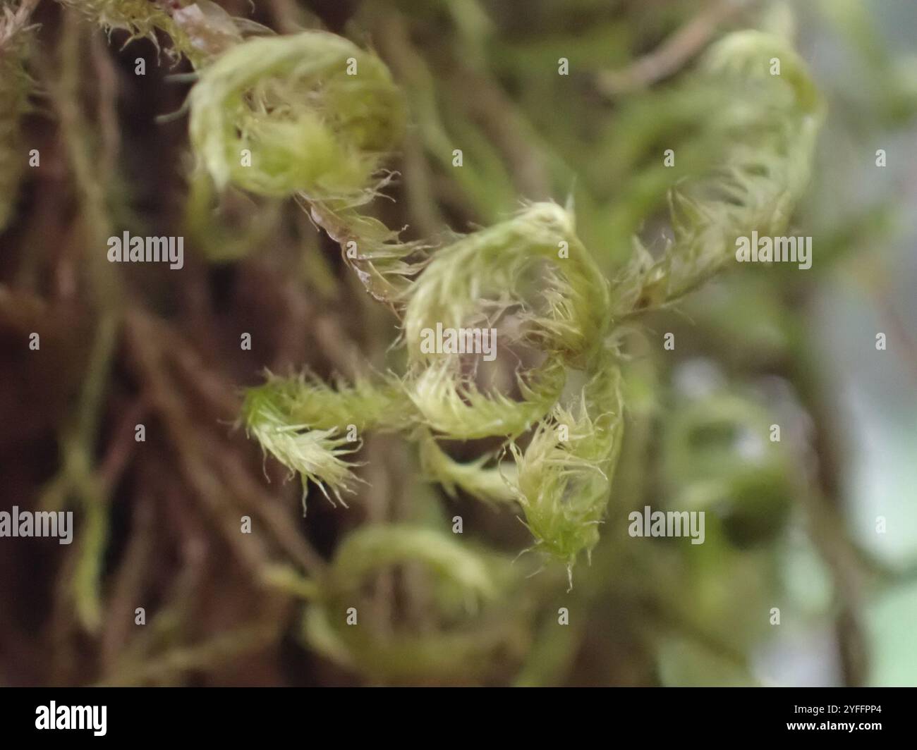 Pendulous Wing-moss (Antitrichia curtipendula Stock Photo - Alamy
