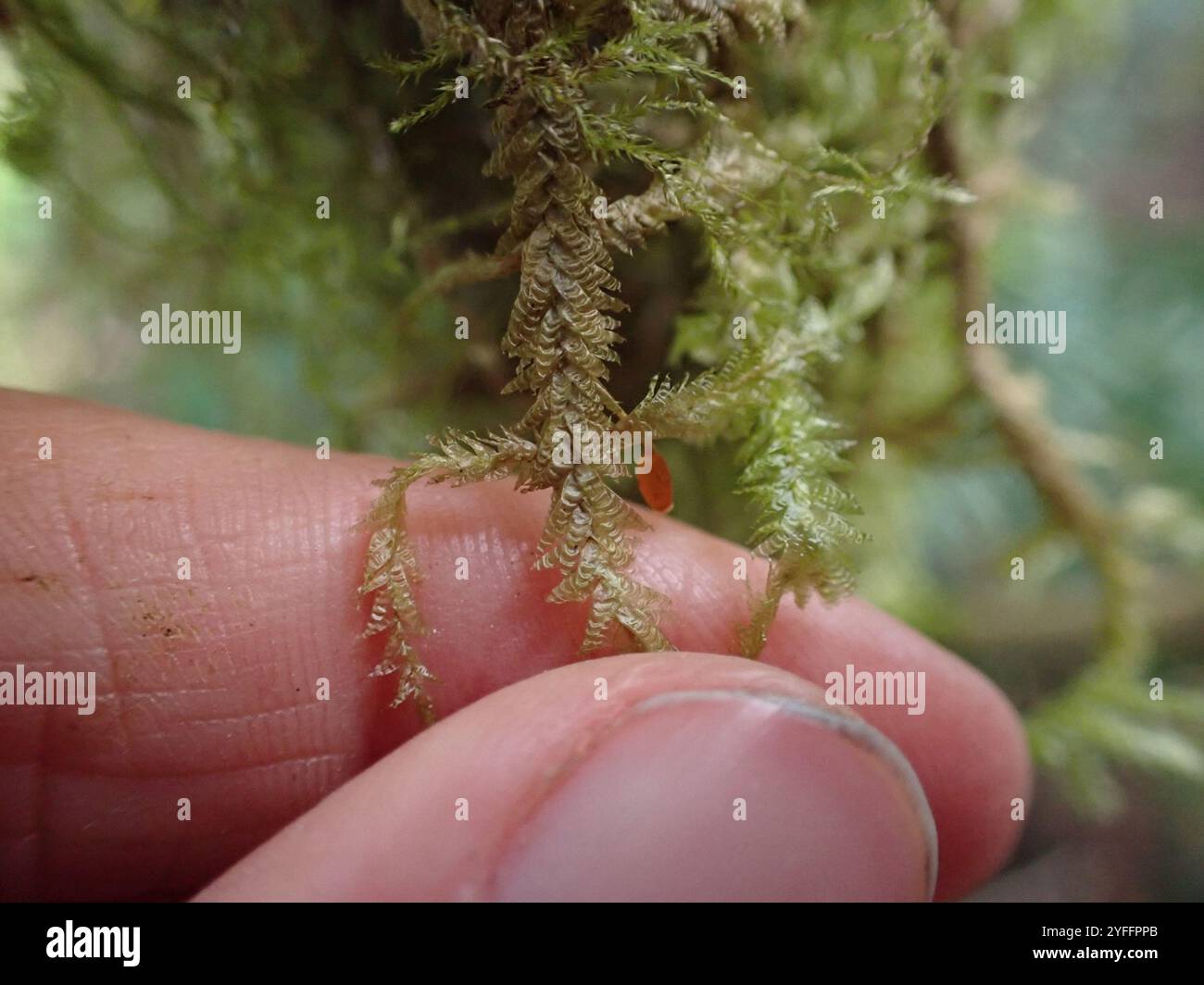 Douglas' Neckera Moss (Neckera douglasii Stock Photo - Alamy