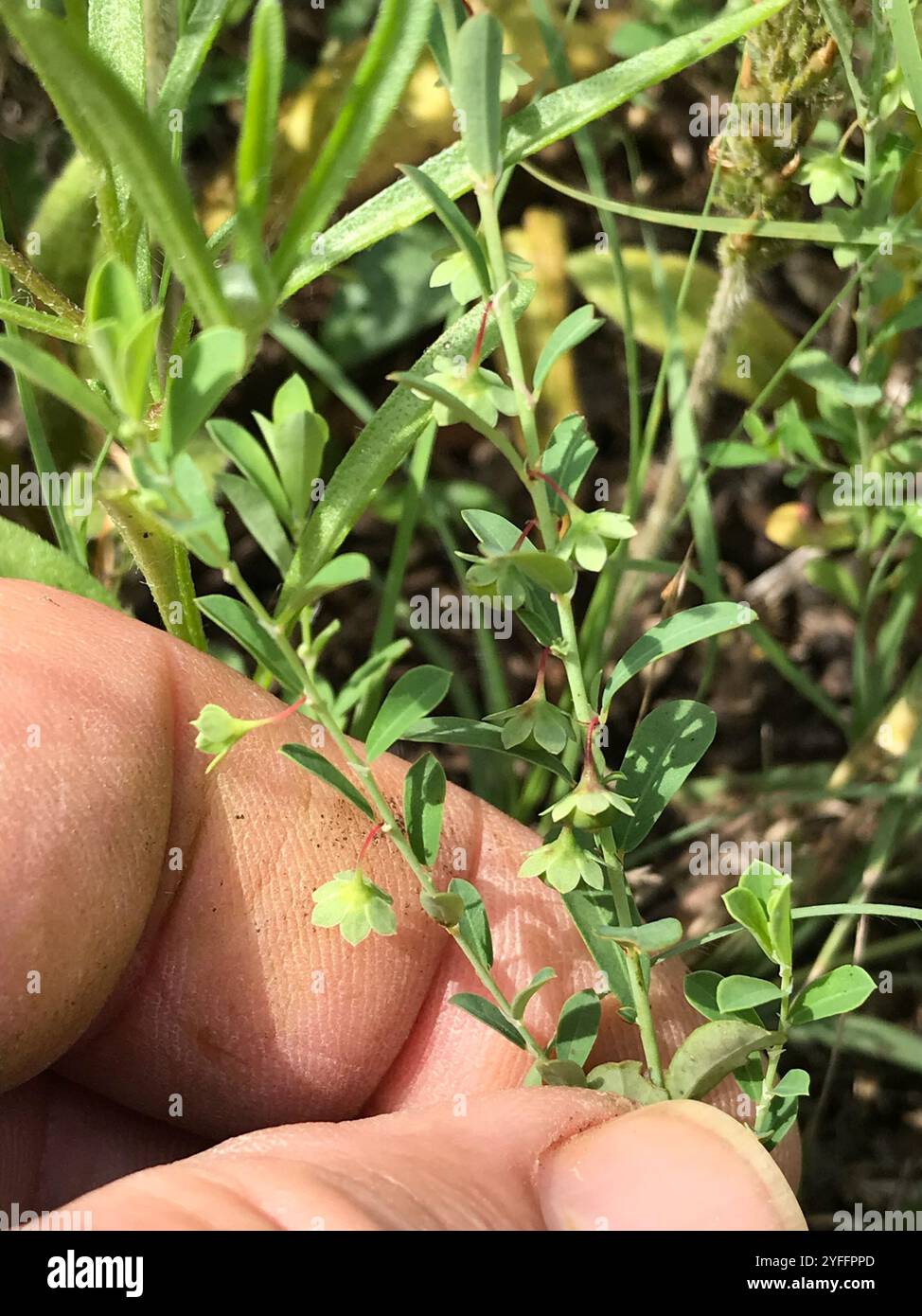 Smartweed Leafflower (Phyllanthus polygonoides Stock Photo - Alamy