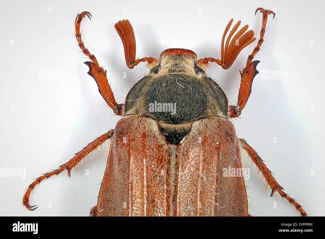 Common Cockchafer (Melolontha melolontha Stock Photo - Alamy
