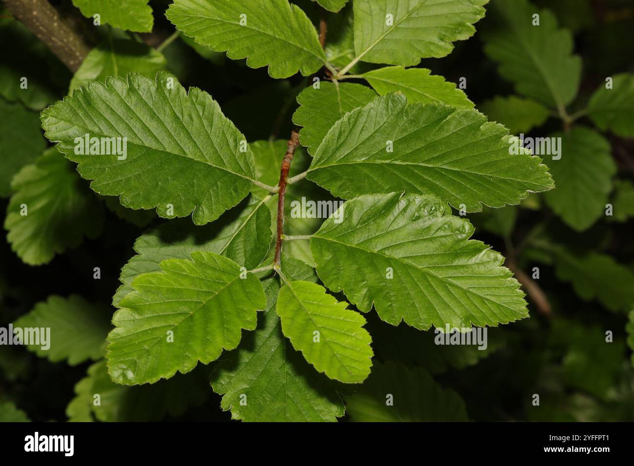 Mougeot's Whitebeam (Hedlundia mougeotii Stock Photo - Alamy