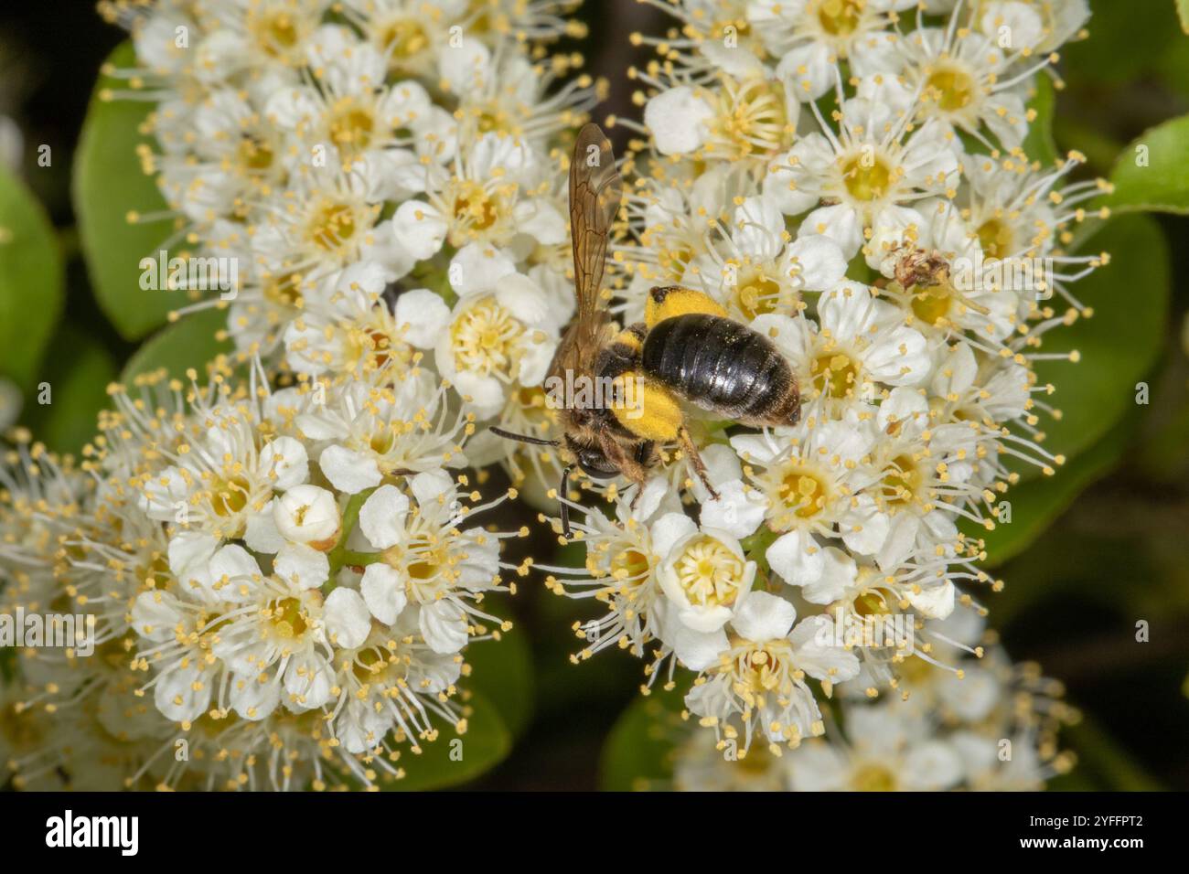 Mining Bees (Andrena Stock Photo - Alamy