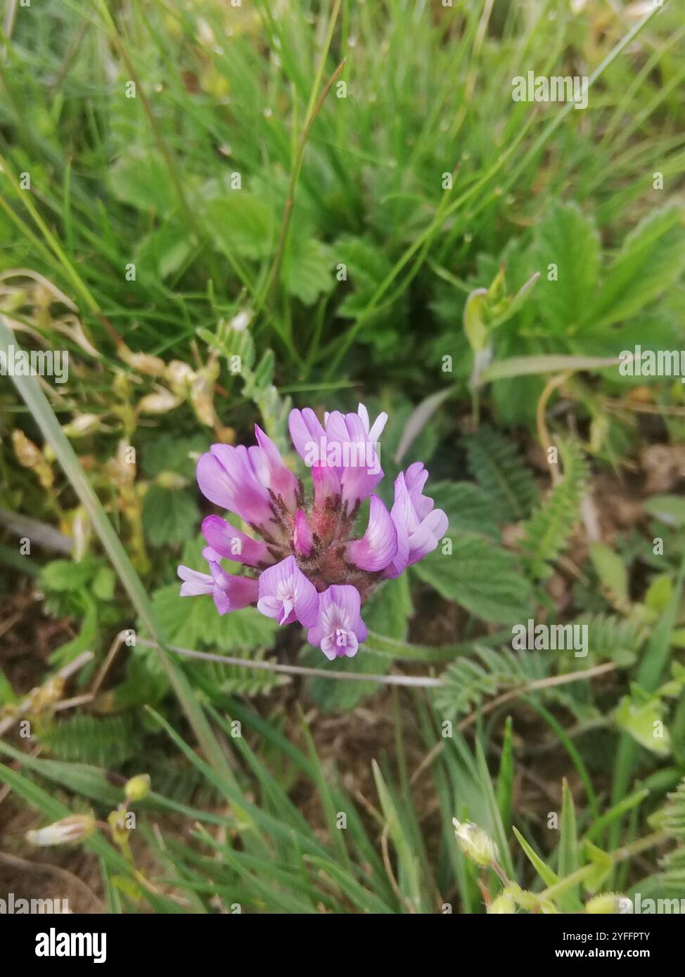 Purple Milk-vetch (Astragalus danicus Stock Photo - Alamy