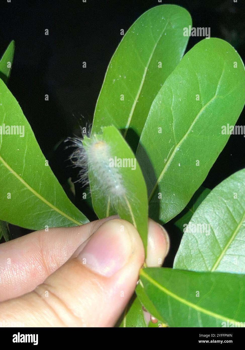 Laugher Moth (Charadra deridens Stock Photo - Alamy