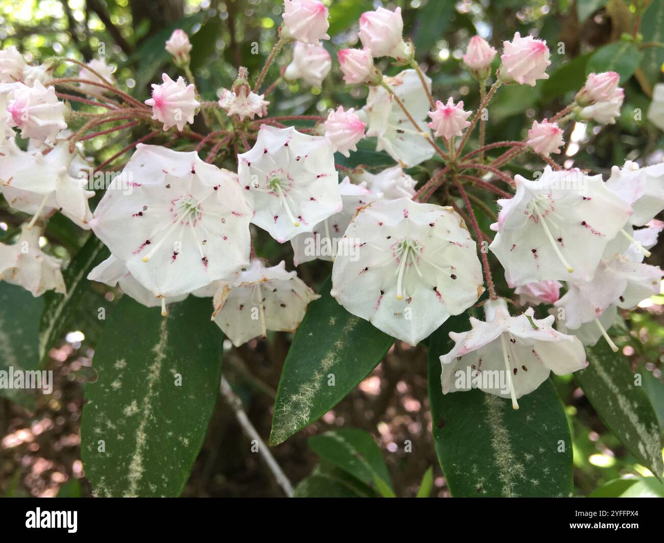 mountain laurel (Kalmia latifolia Stock Photo - Alamy