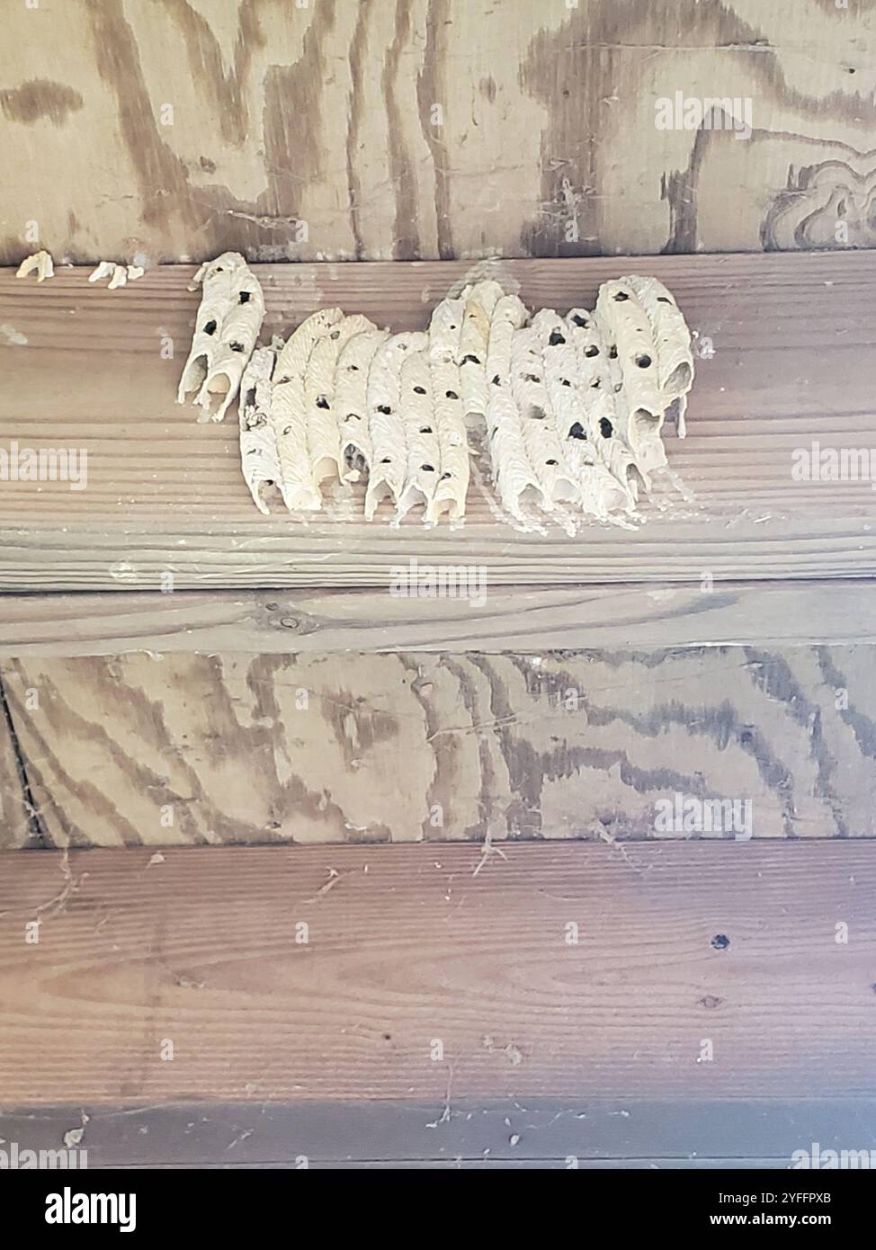 Trypoxylon politum wasp hi-res stock photography and images - Alamy